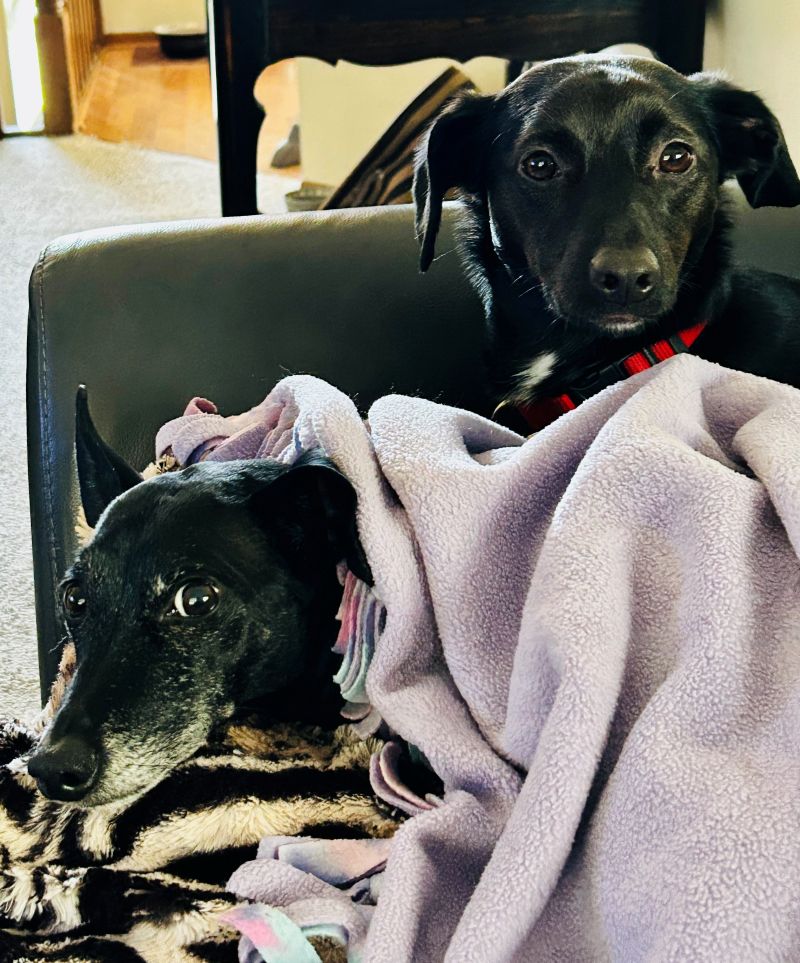 Champlin Pet Clinic | Best Animal Care Services | Champlin Park Pet ...