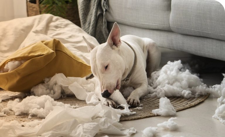 Pet Behavior Solutions at My Pet Animal Hospital | Champlin Park Best ...