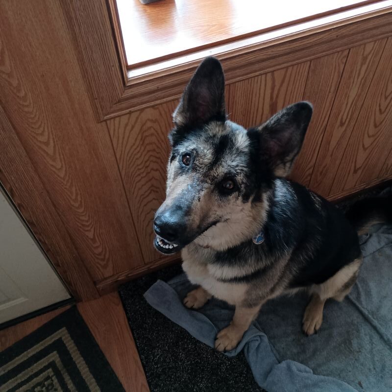 Champlin Pet Clinic | Best Animal Care Services | Champlin Park Pet ...